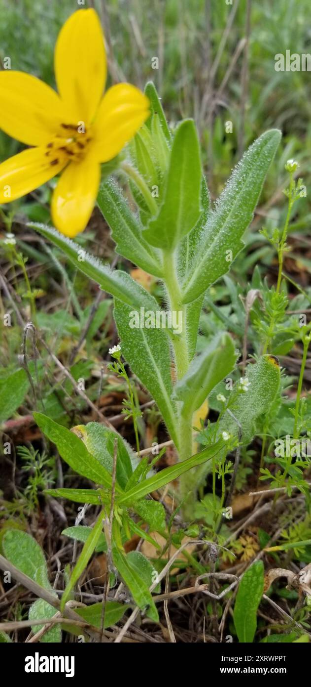 Texas yellow star (Lindheimera texana) Plantae Stock Photo - Alamy