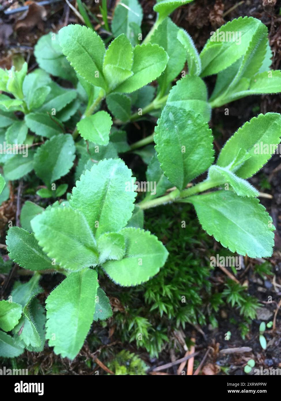 heath speedwell (Veronica officinalis) Plantae Stock Photo - Alamy