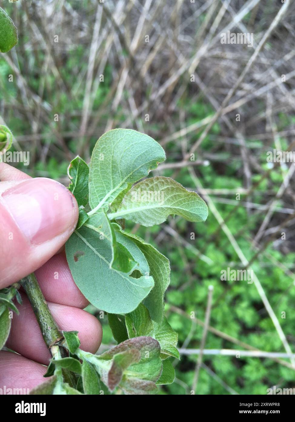Rusty Willow (Salix atrocinerea) Plantae Stock Photo - Alamy
