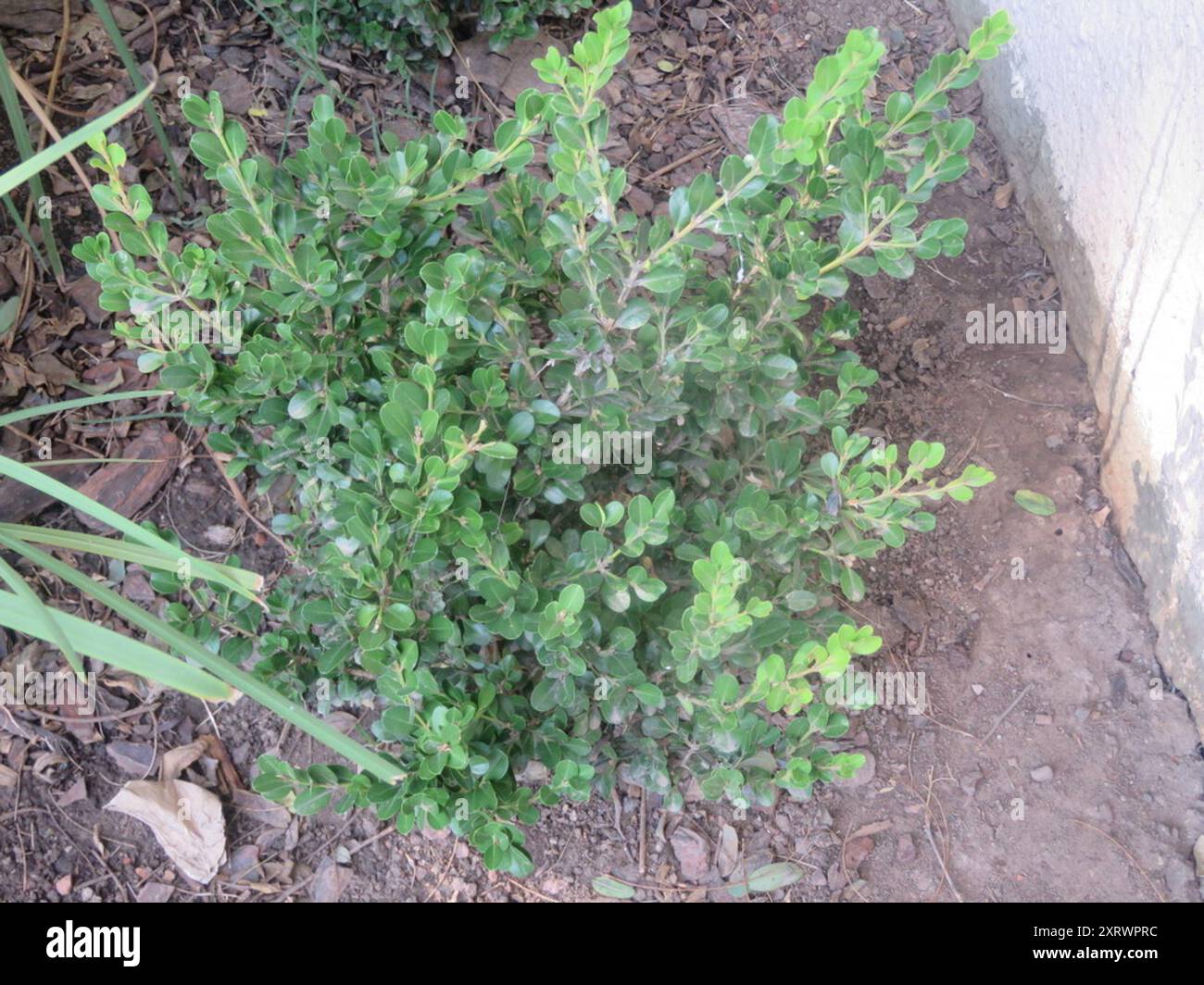 plants (Plantae) Plantae Stock Photo - Alamy