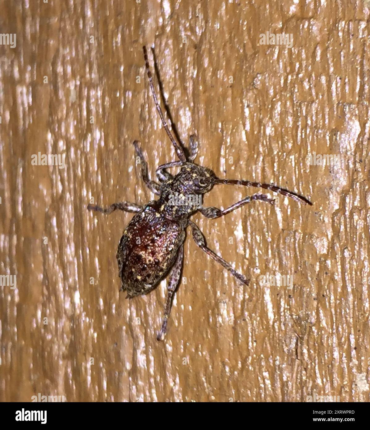 Thorn-tailed Longhorn Beetle (Plectrura spinicauda) Insecta Stock Photo ...