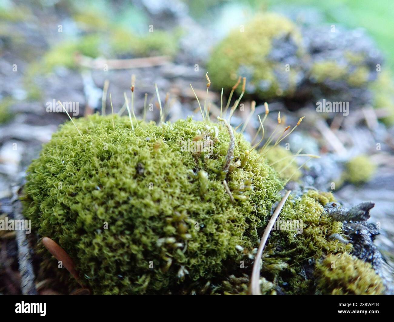 Common Pincushion (Dicranoweisia cirrata) Plantae Stock Photo - Alamy