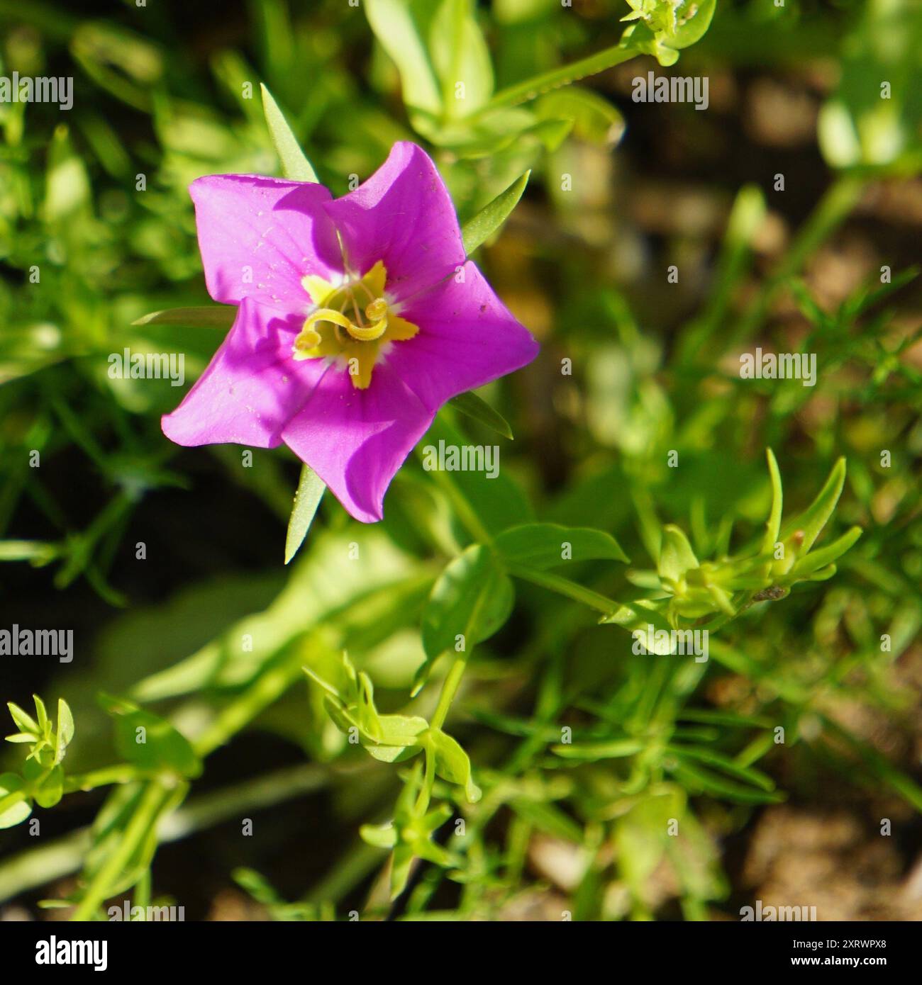 Meadow Pink (Sabatia campestris) Plantae Stock Photo - Alamy
