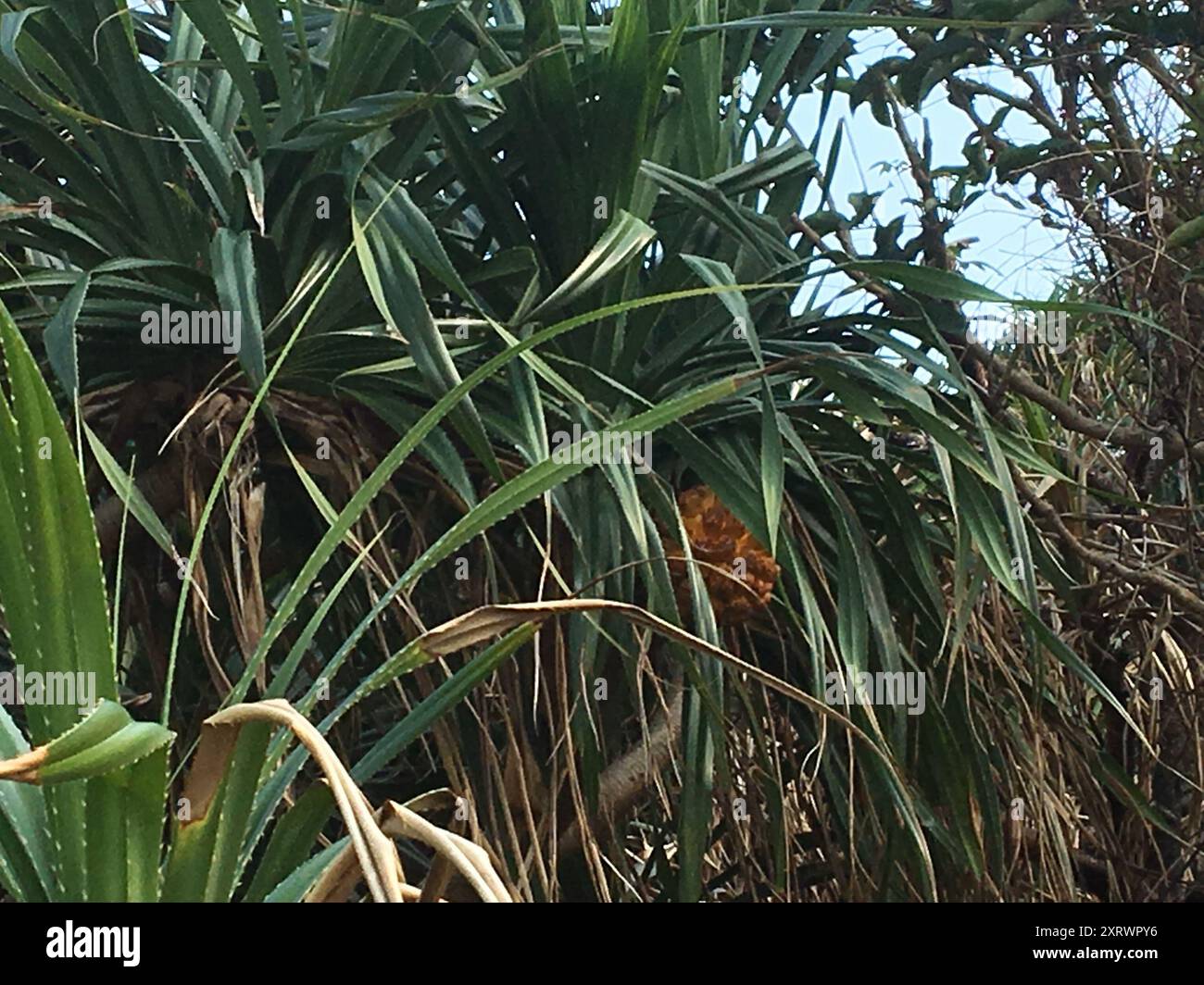 thatch screwpine (Pandanus tectorius) Plantae Stock Photo - Alamy