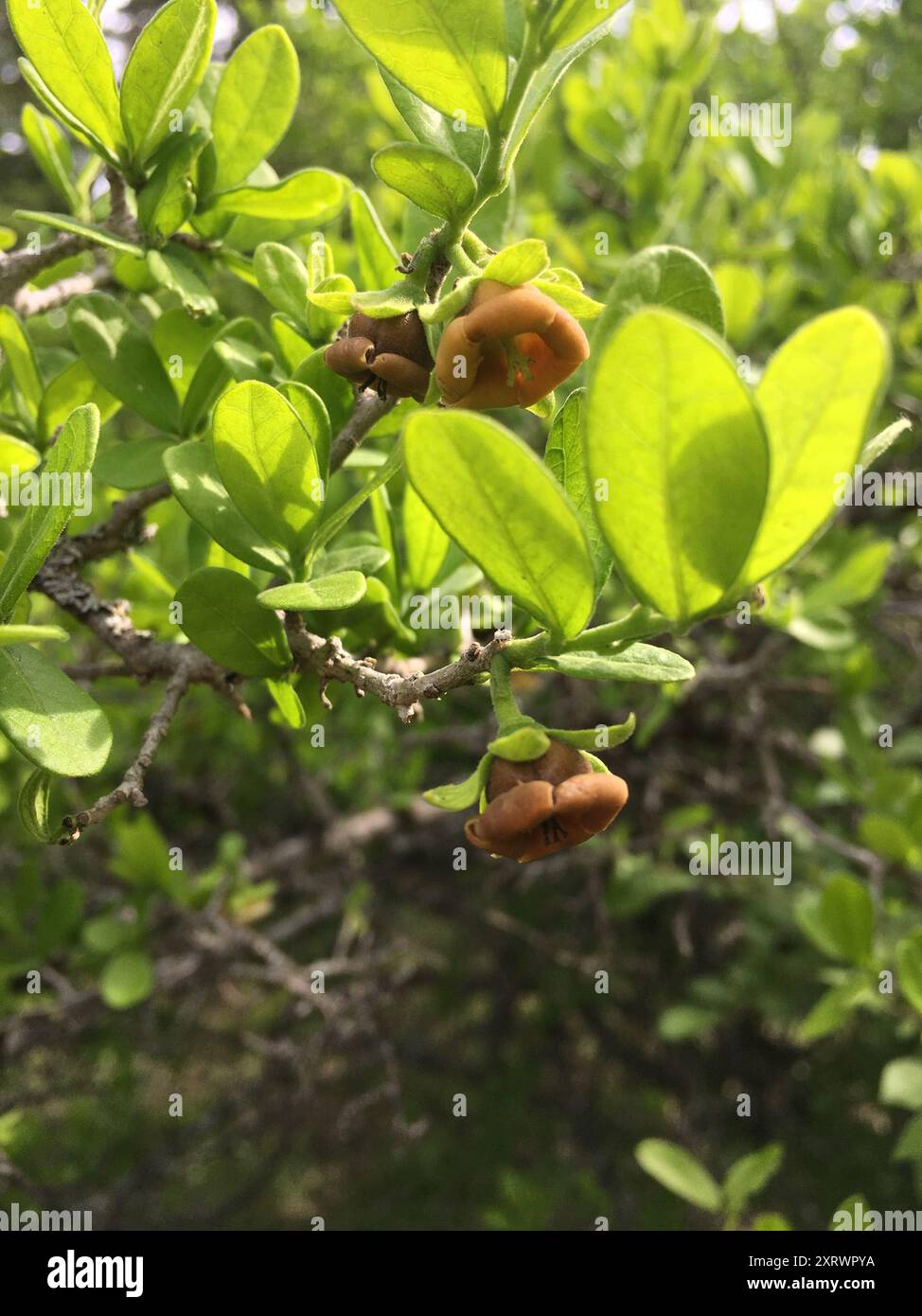 Texas Persimmon (Diospyros texana) Plantae Stock Photo - Alamy