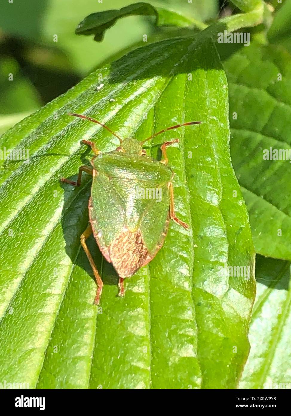 Green Shield Bug (Palomena prasina) Insecta Stock Photo - Alamy