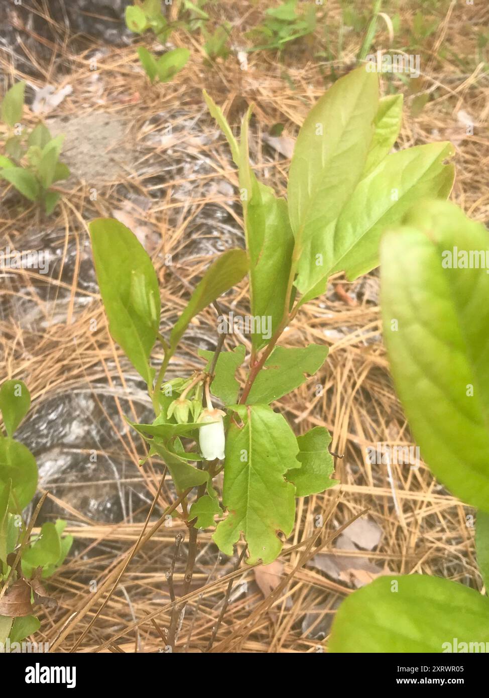staggerbush (Lyonia mariana) Plantae Stock Photo - Alamy