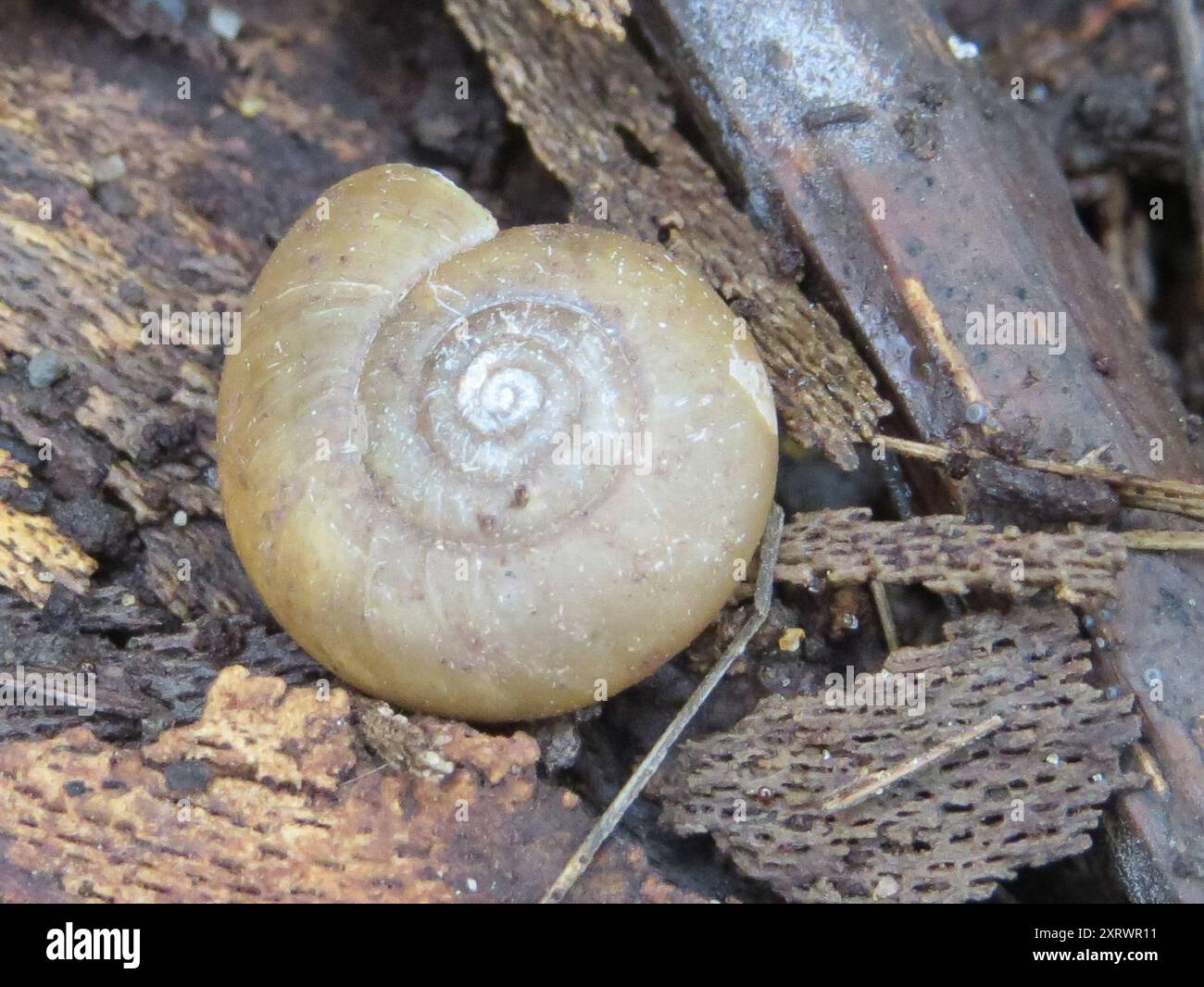 Gray-foot Lancetooth Snail (Haplotrema concavum) Mollusca Stock Photo ...