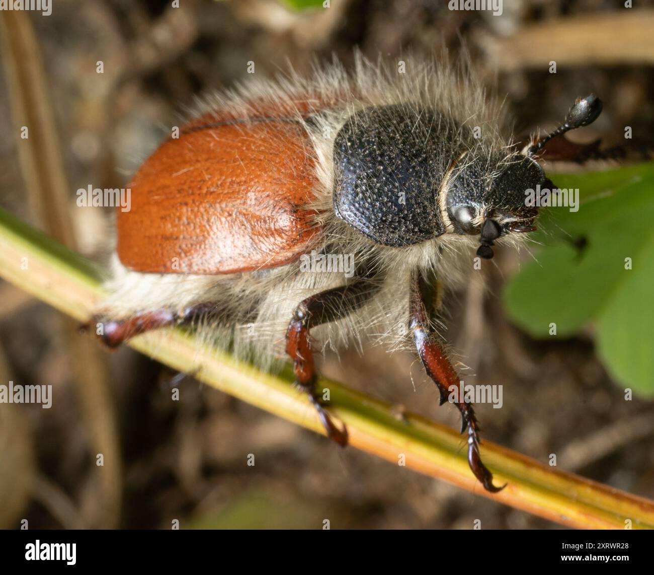 Little Bear (Paracotalpa ursina) Insecta Stock Photo - Alamy
