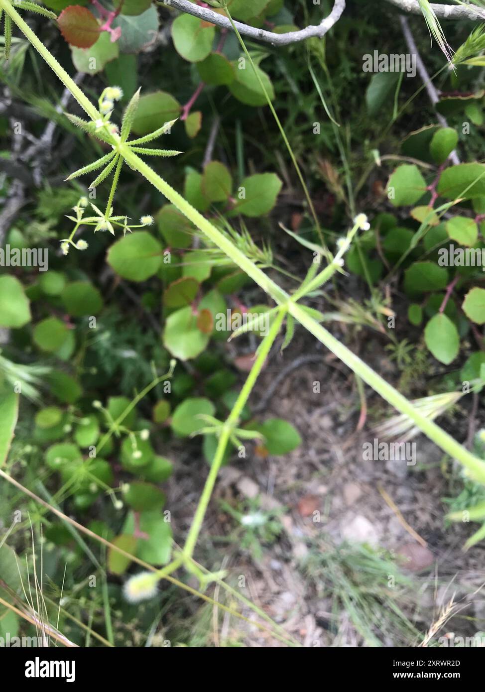 catchweed bedstraw (Galium aparine) Plantae Stock Photo - Alamy
