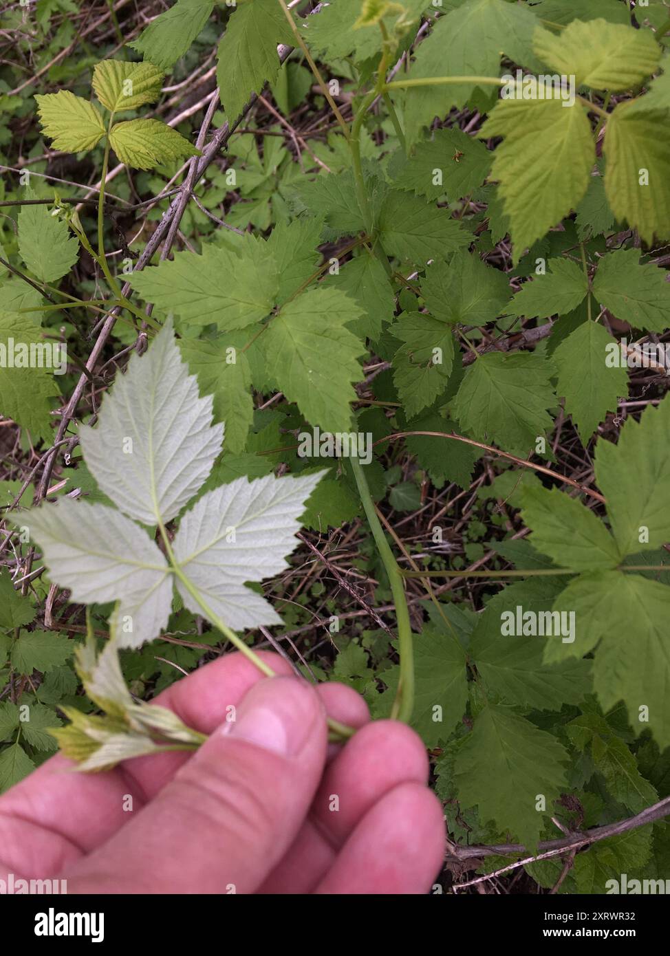black raspberry (Rubus occidentalis) Plantae Stock Photo - Alamy