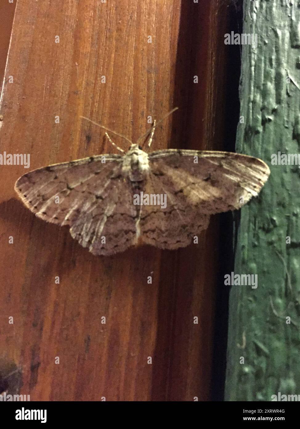 Small Engrailed (Ectropis crepuscularia) Insecta Stock Photo - Alamy