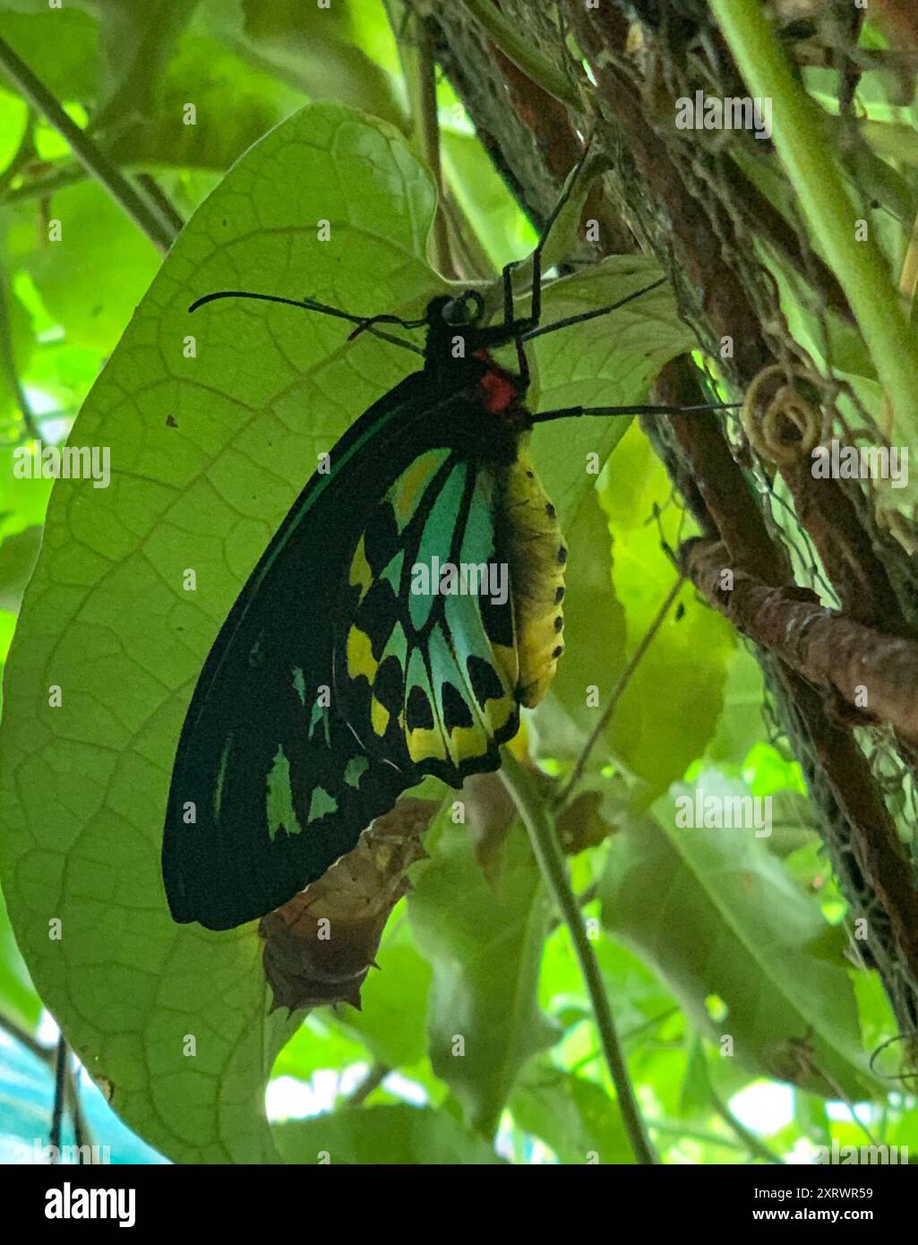 Cairns Birdwing (Ornithoptera euphorion) Insecta Stock Photo - Alamy