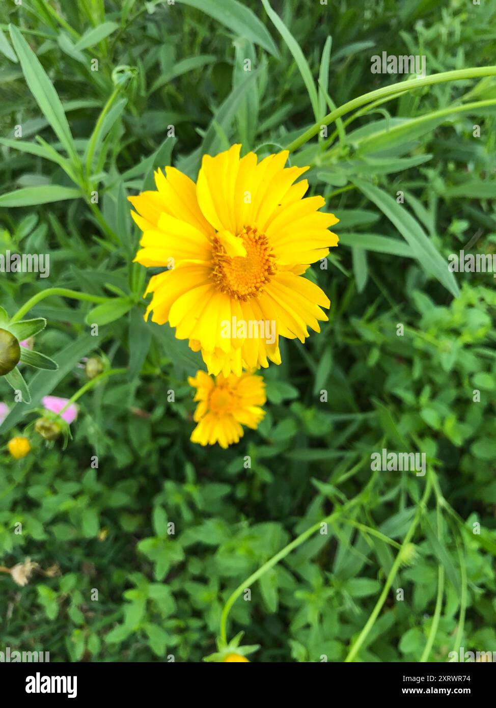 Lance-leaved Coreopsis (Coreopsis lanceolata) Plantae Stock Photo - Alamy
