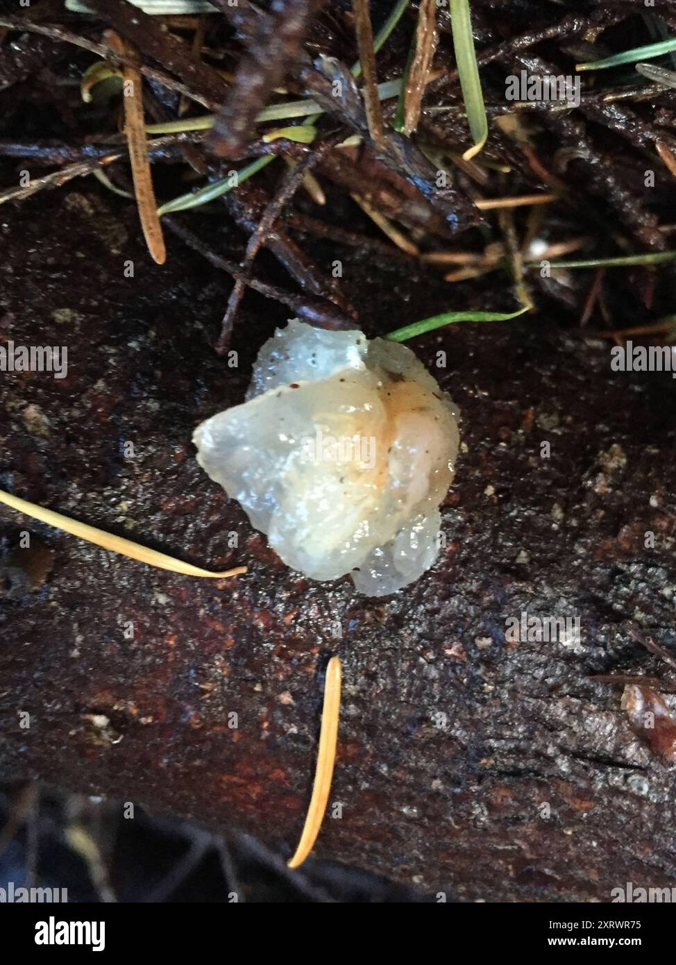 Crystal Brain Fungus (Myxarium nucleatum) Fungi Stock Photo - Alamy
