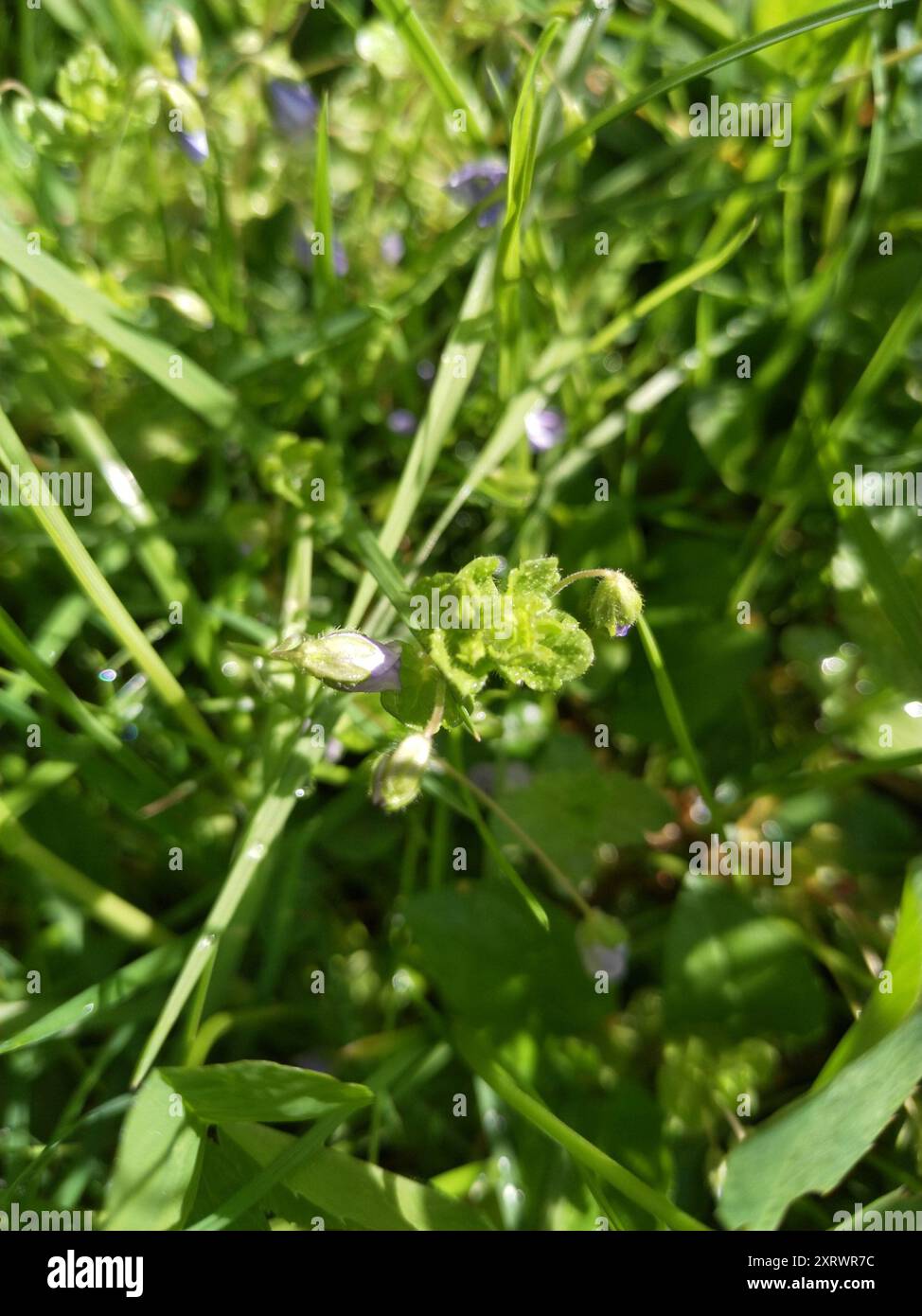 Slender speedwell (Veronica filiformis) Plantae Stock Photo - Alamy