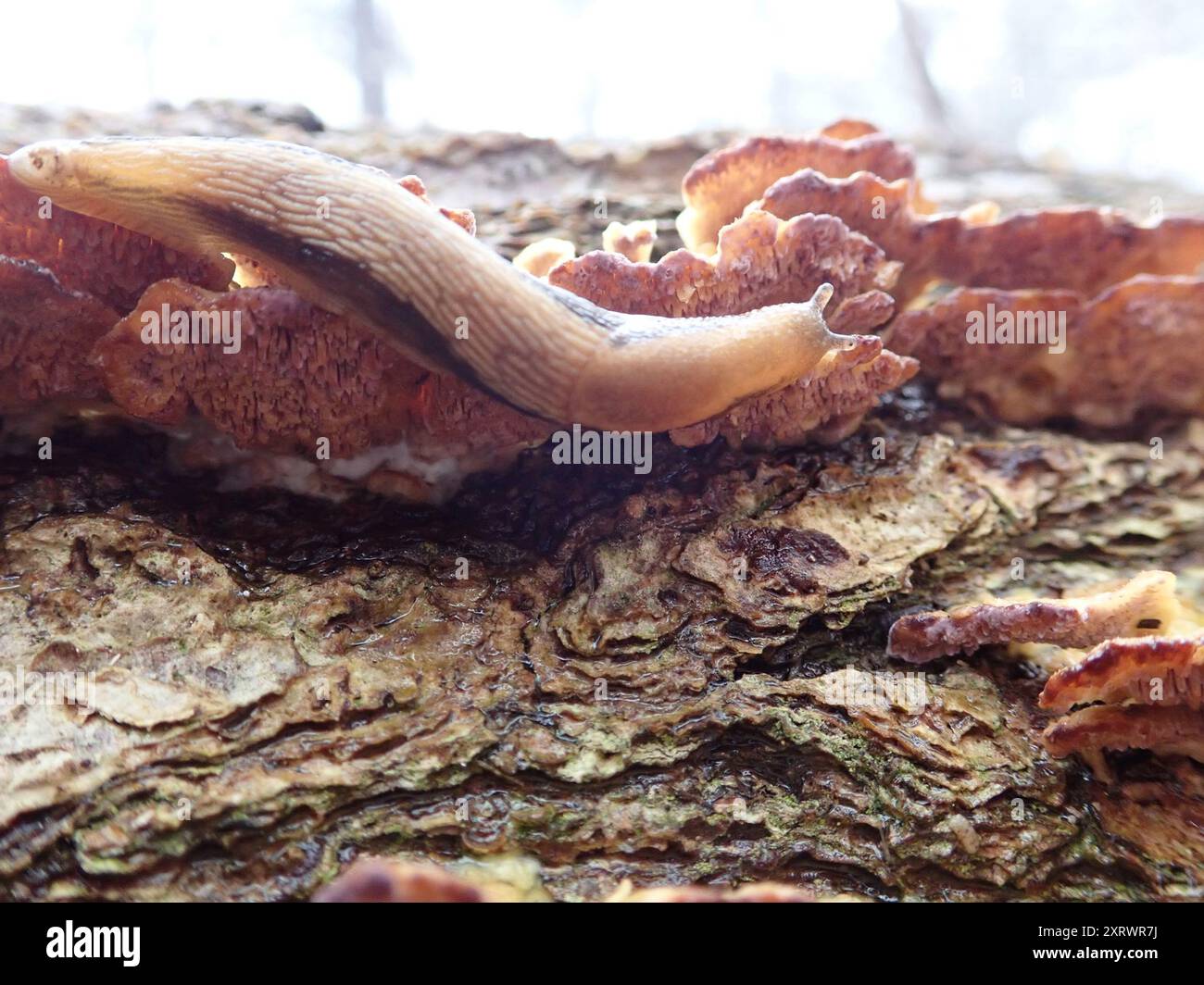 Dusky Slugs (Mesarion) Mollusca Stock Photo - Alamy