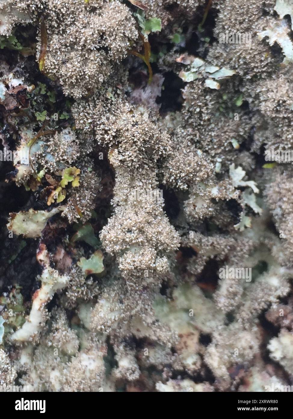 Salted Shield Lichen (Parmelia saxatilis) Fungi Stock Photo - Alamy