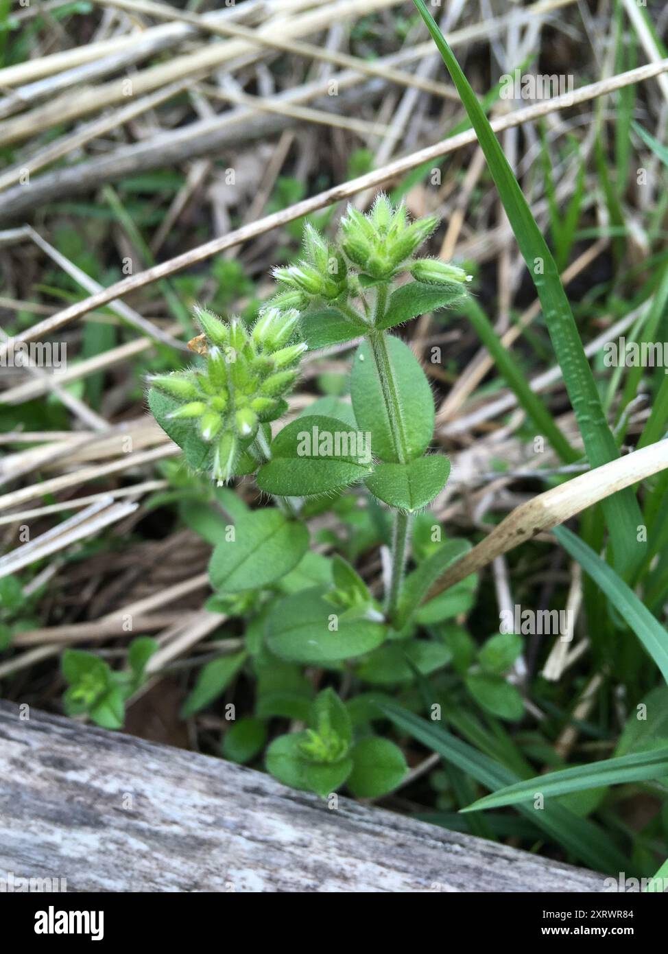Sticky mouse-ear chickweed (Cerastium glomeratum) Plantae Stock Photo ...