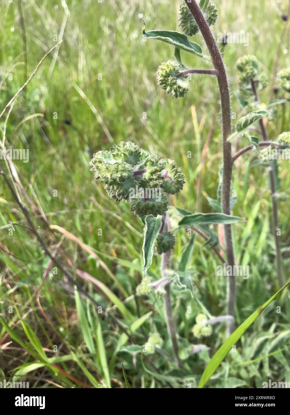 borage family (Boraginaceae) Plantae Stock Photo - Alamy