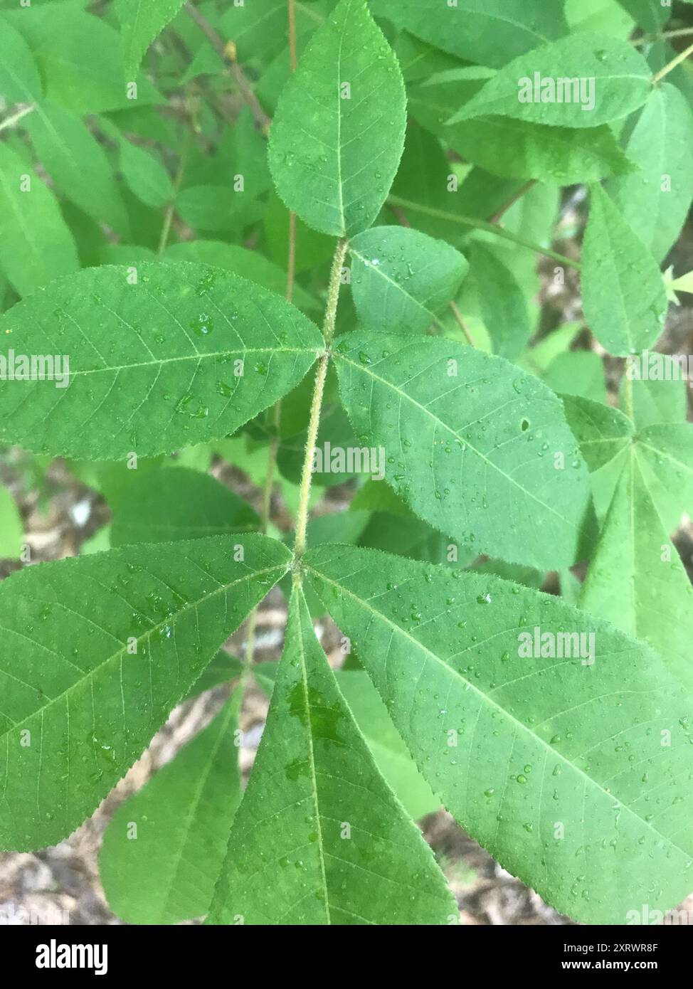 sand hickory (Carya pallida) Plantae Stock Photo - Alamy