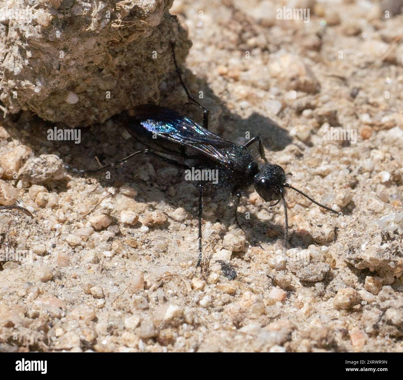 Cutworm Wasps (Podalonia) Insecta Stock Photo - Alamy