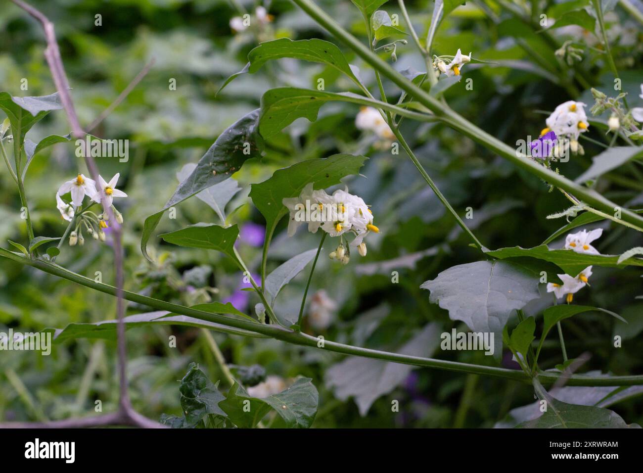 greenspot nightshade (Solanum douglasii) Plantae Stock Photo - Alamy