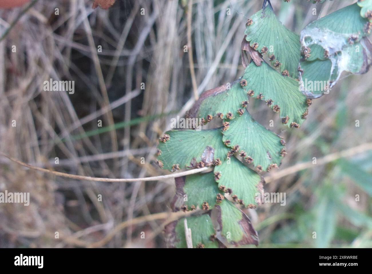 Cunningham's maidenhair (Adiantum cunninghamii) Plantae Stock Photo - Alamy