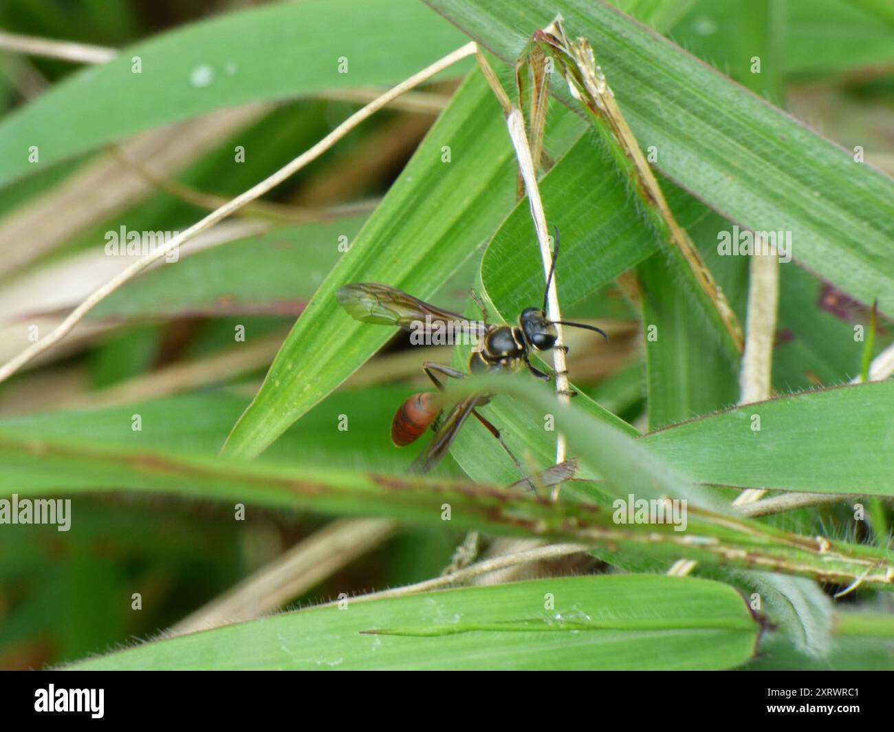 Grass-carrying Wasps (Isodontia) Insecta Stock Photo - Alamy