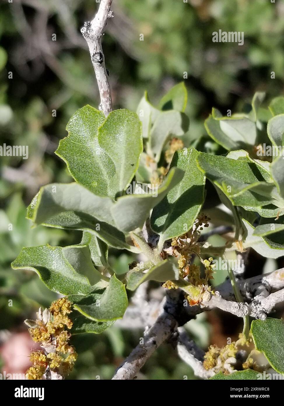 Muller's oak (Quercus cornelius-mulleri) Plantae Stock Photo - Alamy