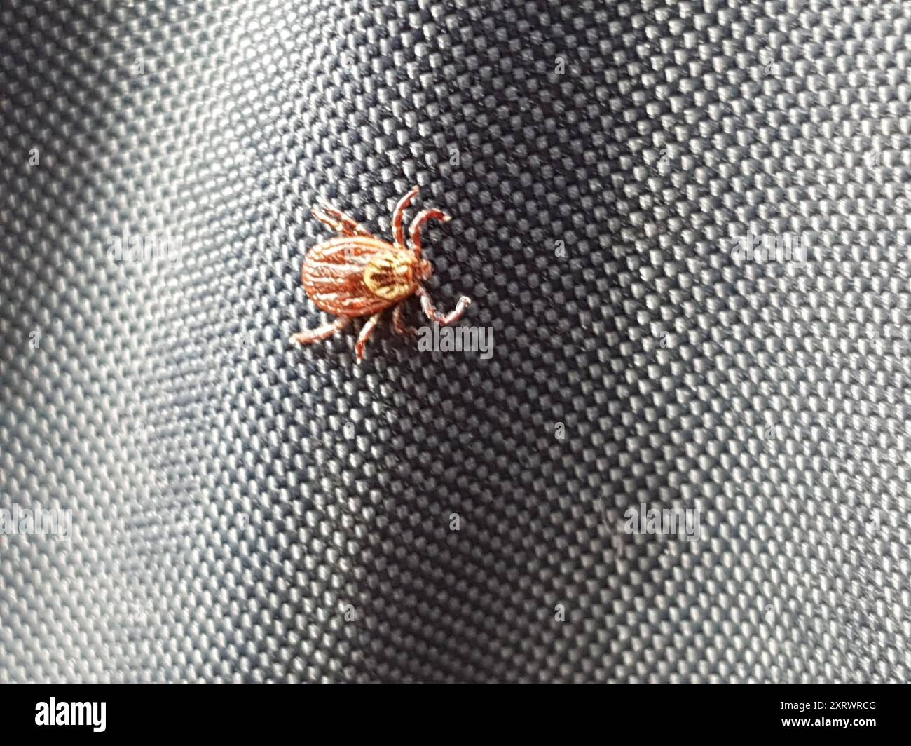 Ornate Cow Tick (Dermacentor reticulatus) Arachnida Stock Photo - Alamy