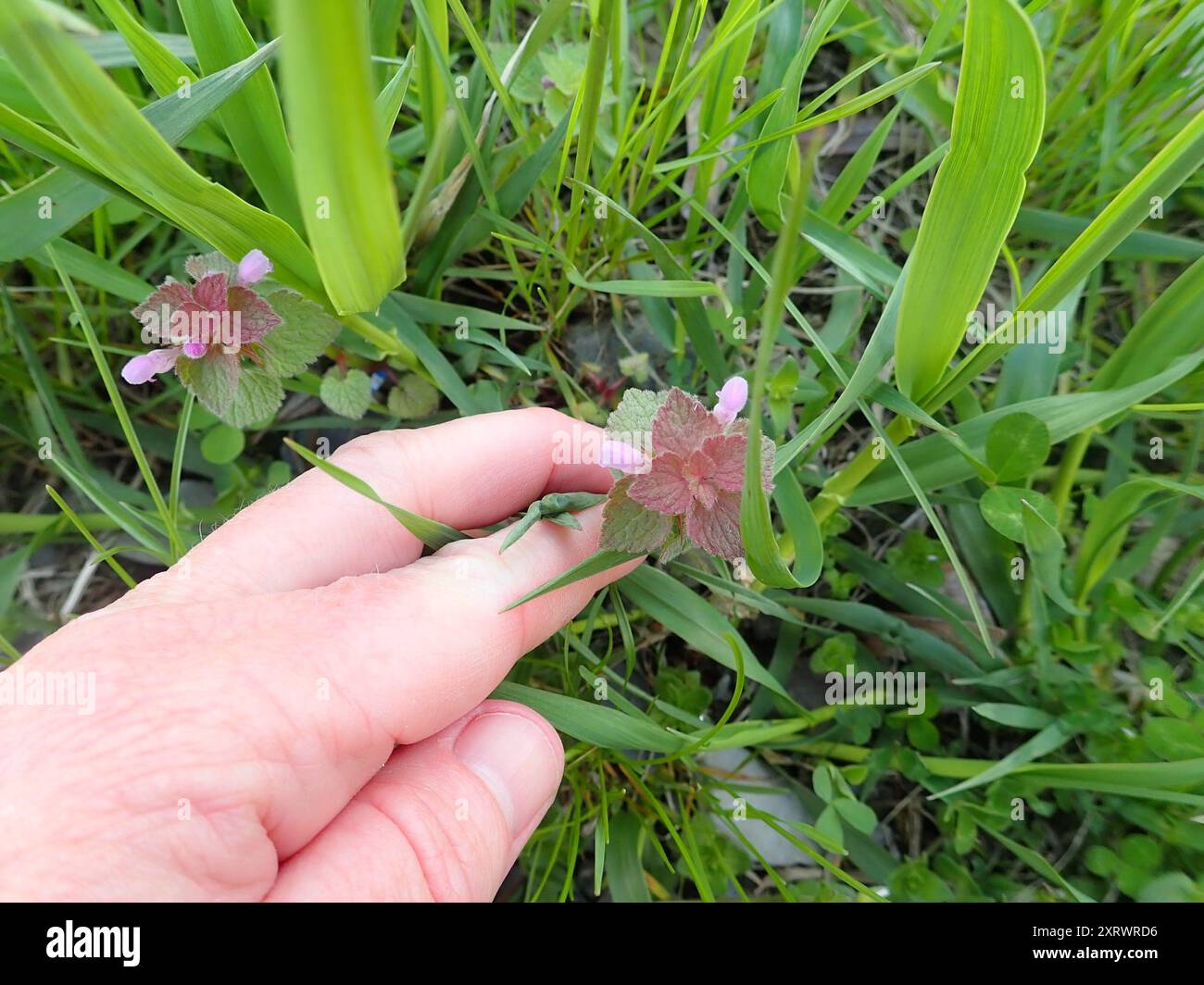 red deadnettle (Lamium purpureum) Plantae Stock Photo - Alamy