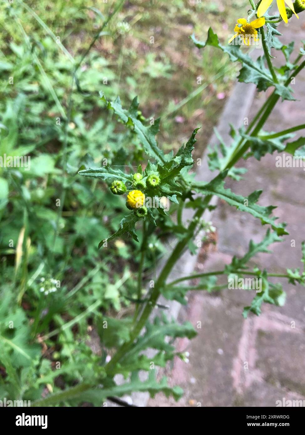Eastern Groundsel (Senecio vernalis) Plantae Stock Photo - Alamy