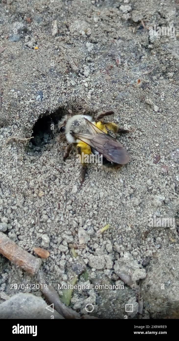 Mining Bees (Andrena) Insecta Stock Photo - Alamy