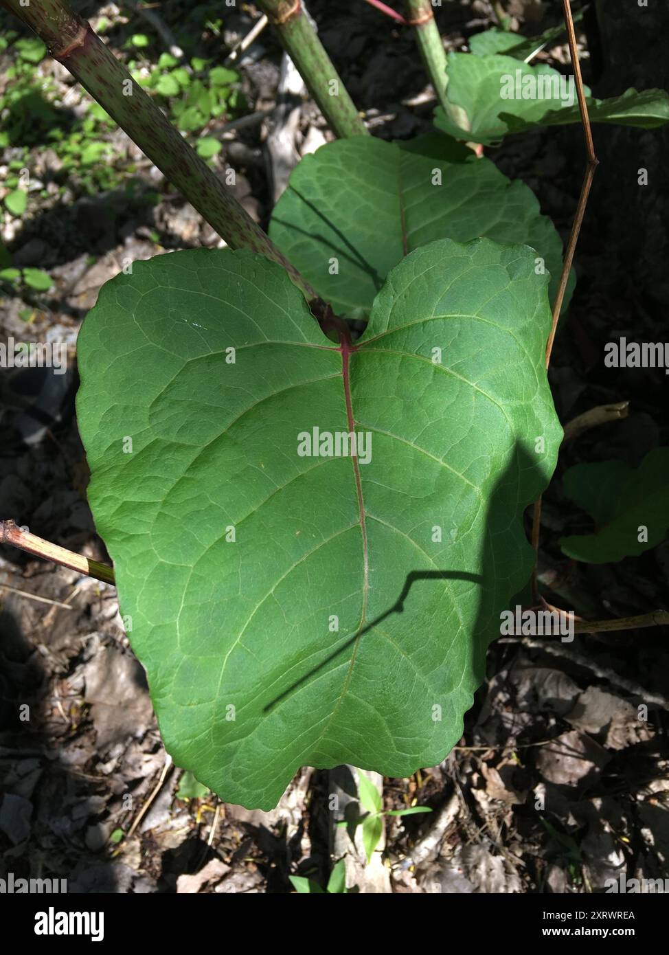 Giant Knotweed (Reynoutria sachalinensis) Plantae Stock Photo - Alamy