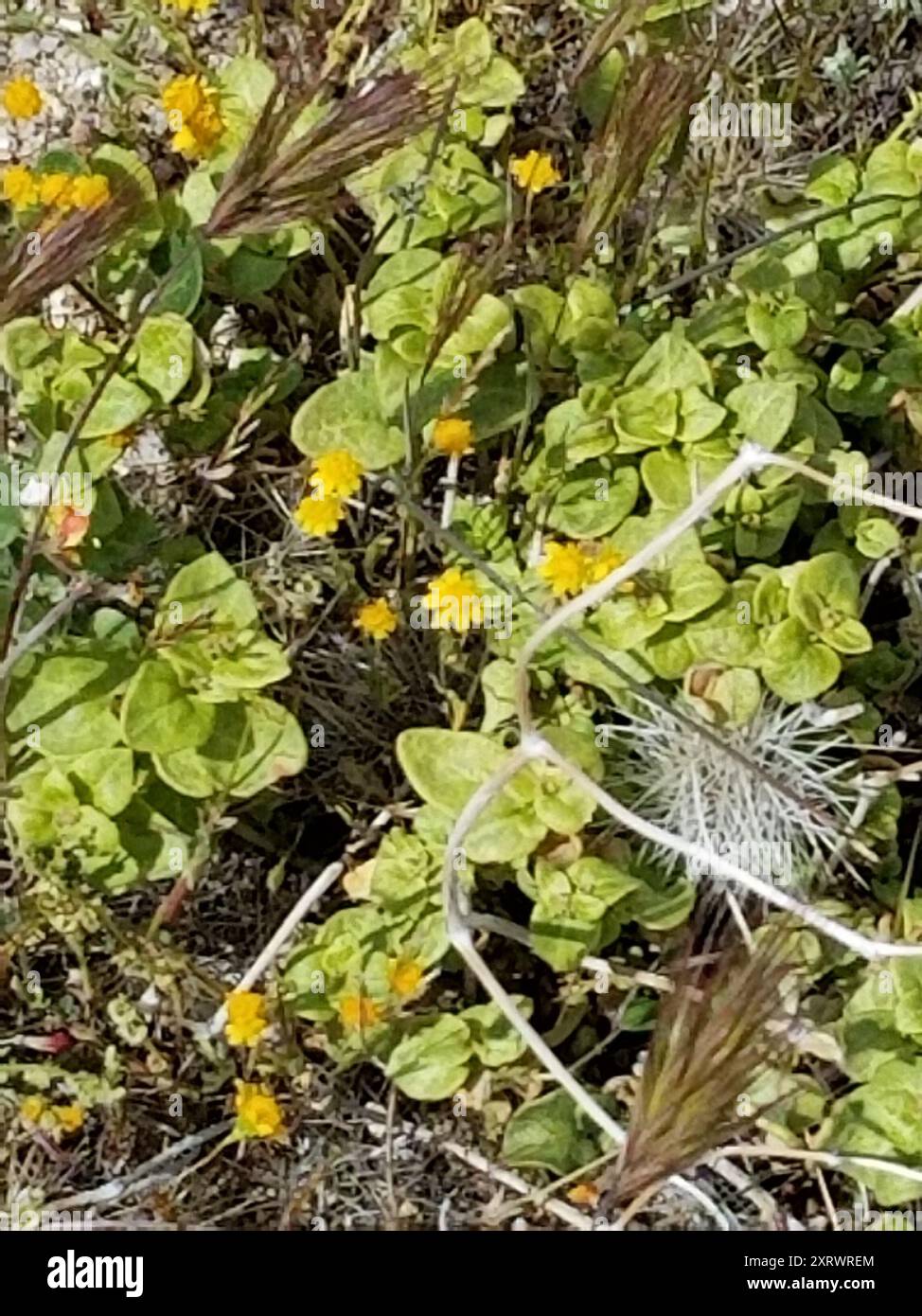common goldfields (Lasthenia gracilis) Plantae Stock Photo - Alamy