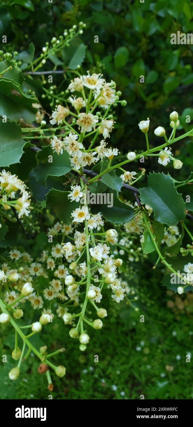 hollyleaf cherry (Prunus ilicifolia) Plantae Stock Photo - Alamy