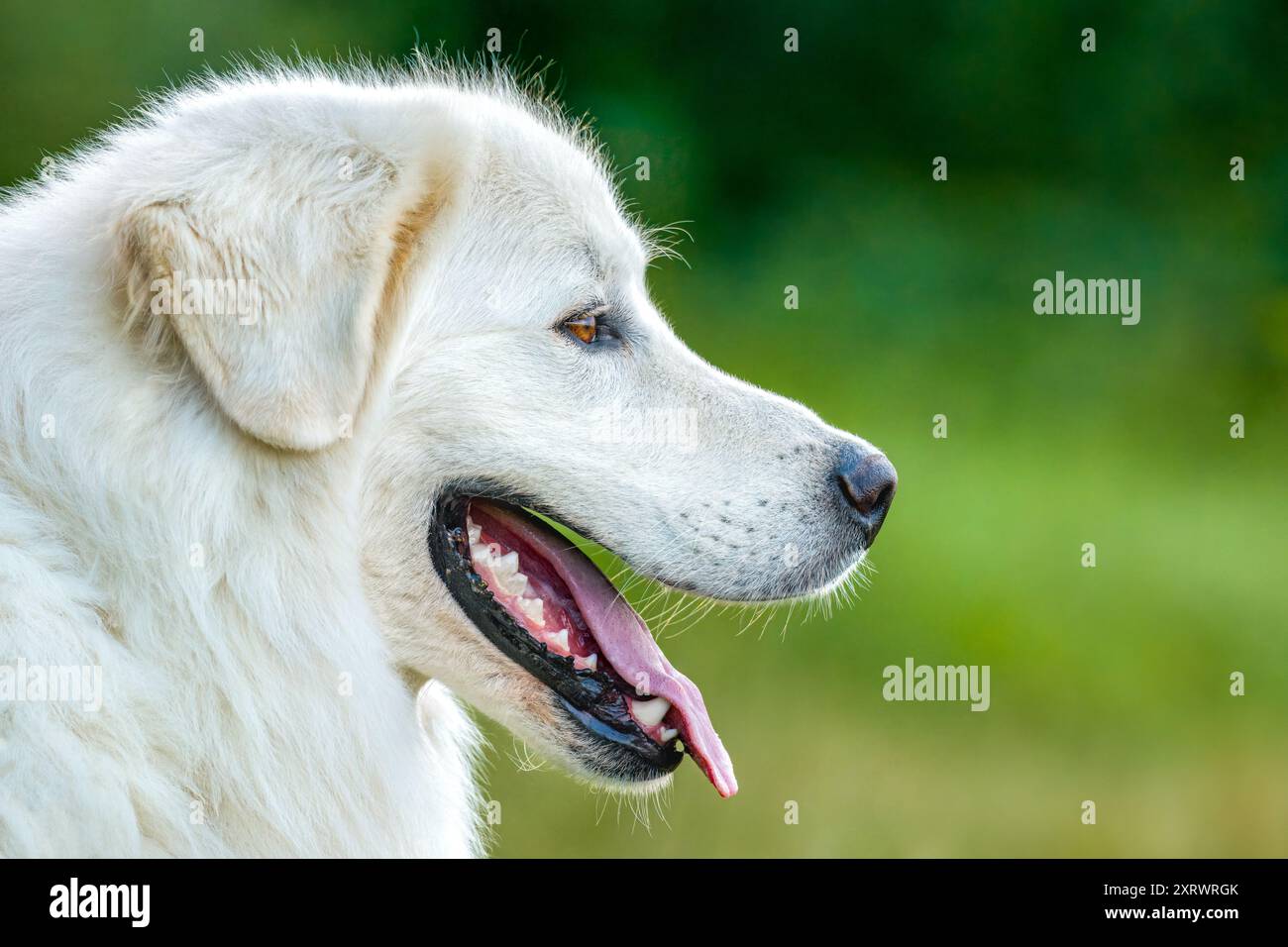 Great white Pyrenees dog outdoors headshot. Cute large white dog side ...