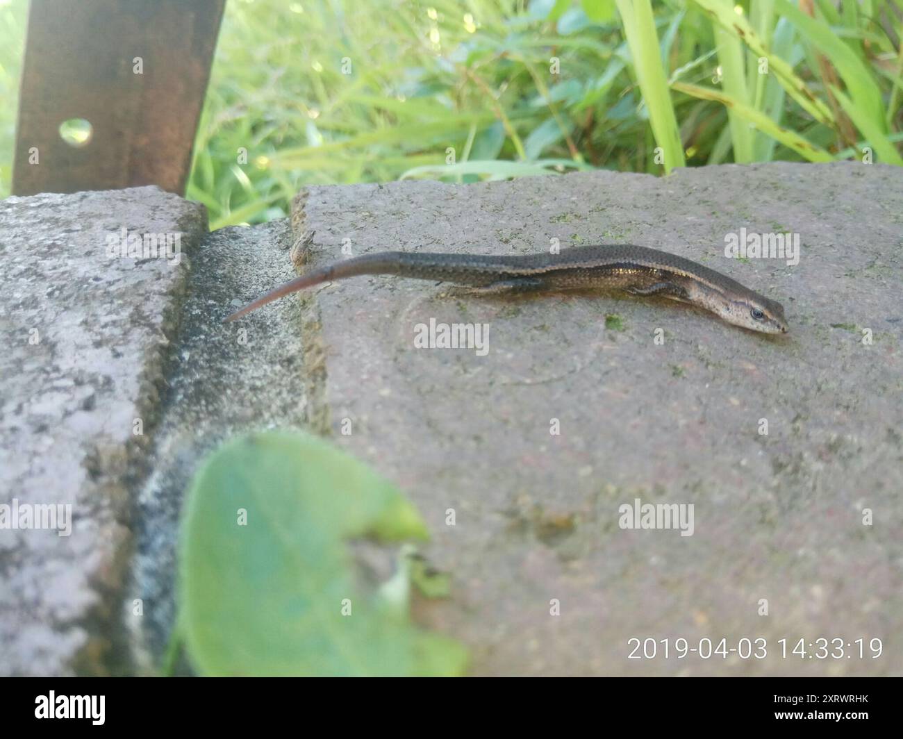 Pale-flecked Garden Sunskink (Lampropholis guichenoti) Reptilia Stock ...