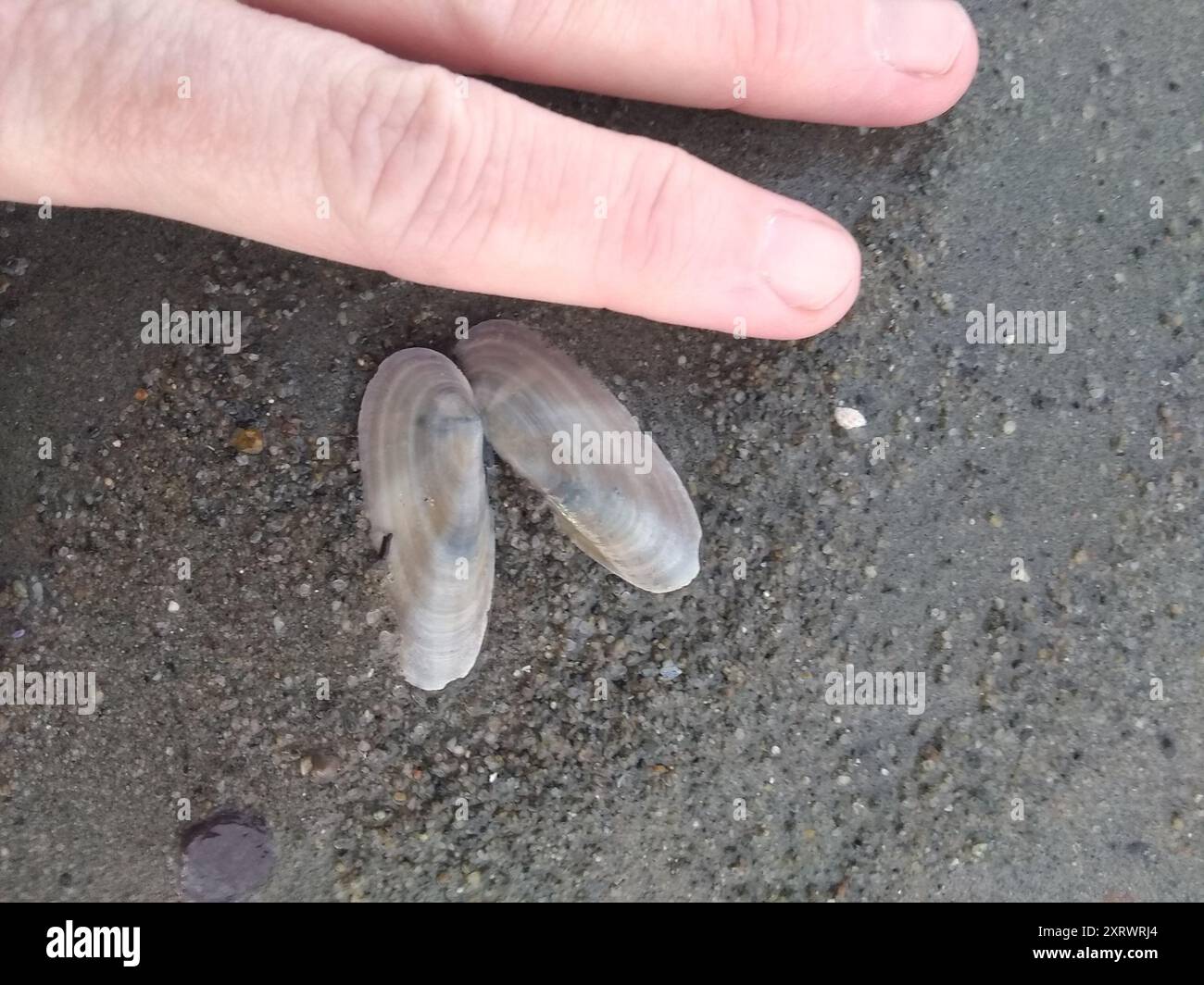 Atlantic Razor (Siliqua costata) Mollusca Stock Photo - Alamy