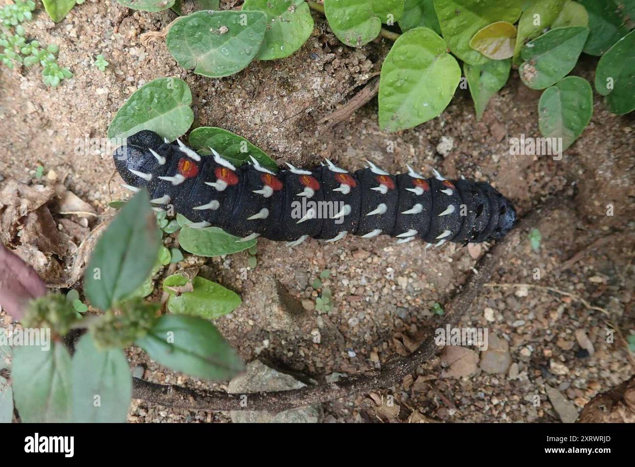 Cabbage Tree Emperor (Bunaea alcinoe) Insecta Stock Photo - Alamy