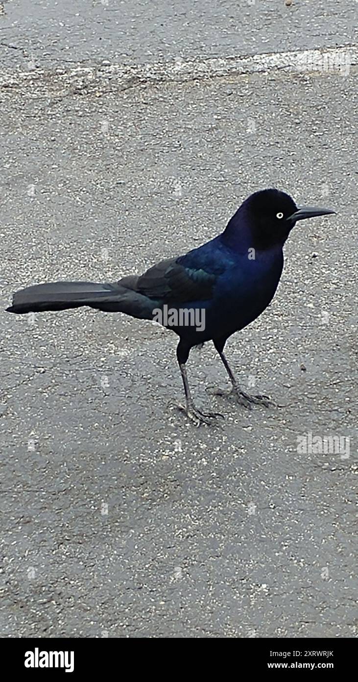 Boat-tailed Grackle (Quiscalus major) Aves Stock Photo - Alamy