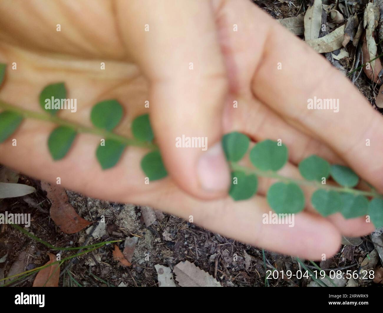 rhombic bossiaea (Bossiaea rhombifolia) Plantae Stock Photo - Alamy