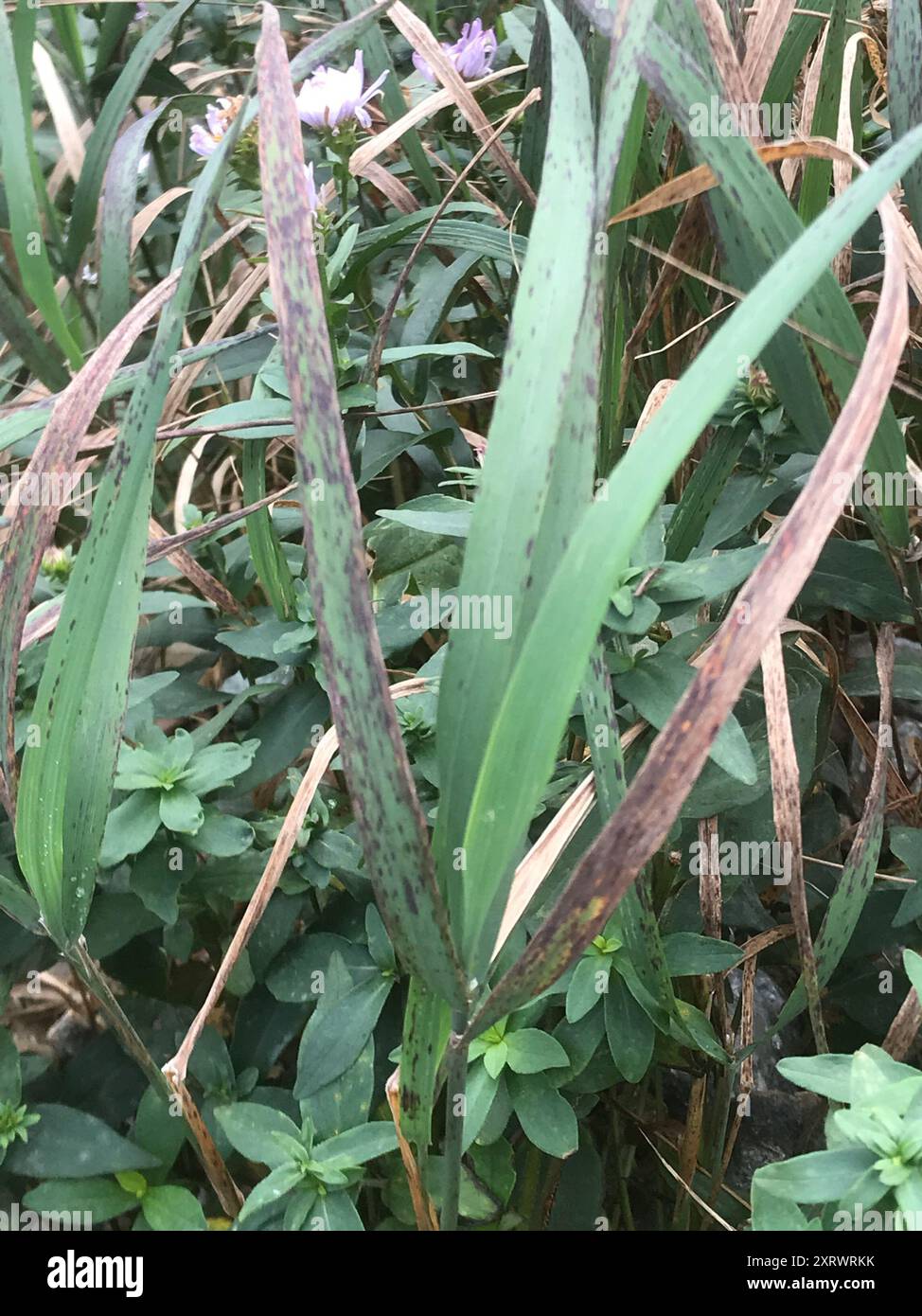 canadian bluejoint (Calamagrostis canadensis) Plantae Stock Photo - Alamy