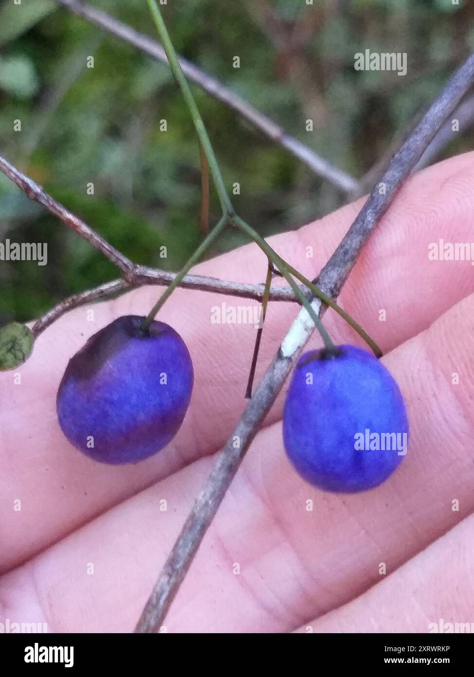 Ink Berry (Dianella nigra) Plantae Stock Photo - Alamy