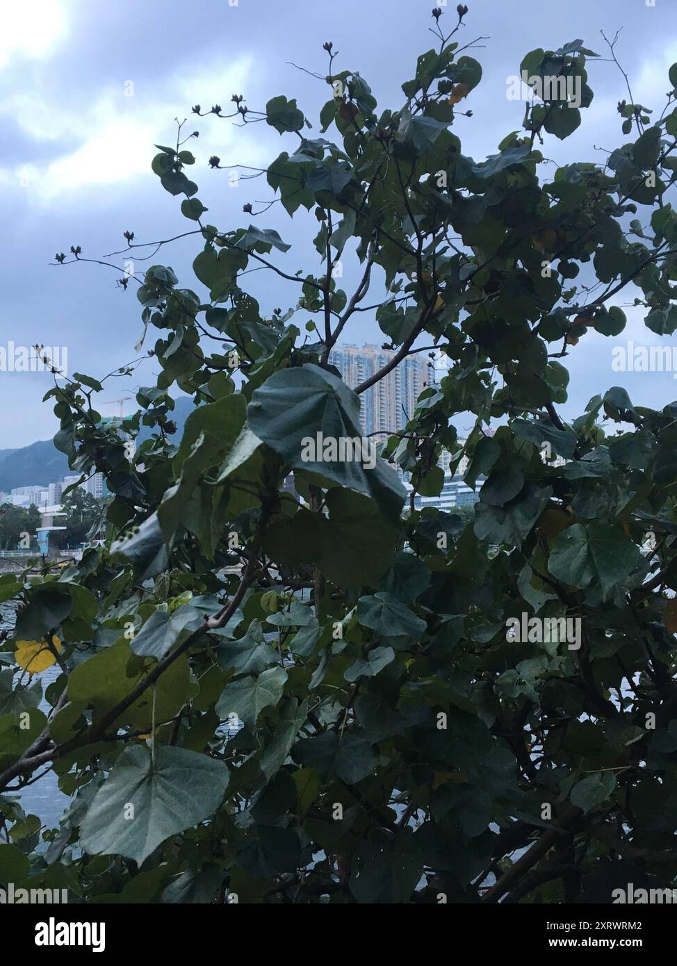 sea hibiscus (Hibiscus tiliaceus) Plantae Stock Photo - Alamy