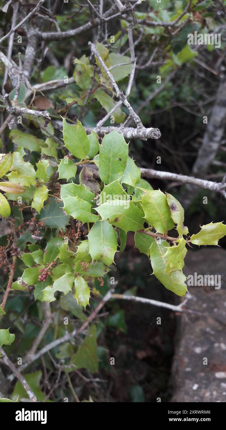 Kermes oak (Quercus coccifera) Plantae Stock Photo - Alamy