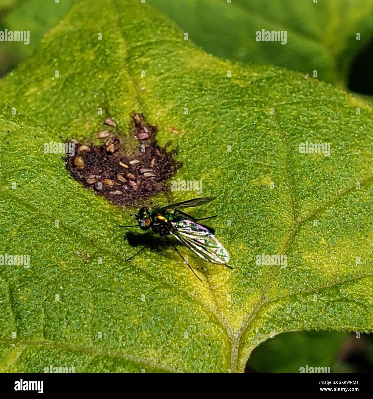 (Condylostylus longicornis) Insecta Stock Photo - Alamy