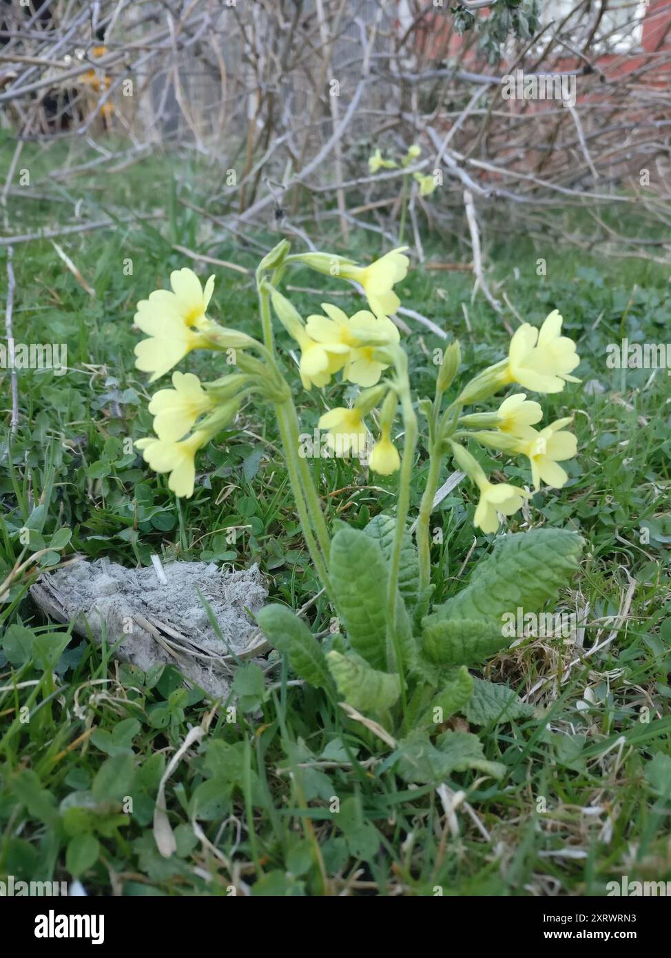 Oxlip (Primula elatior) Plantae Stock Photo - Alamy
