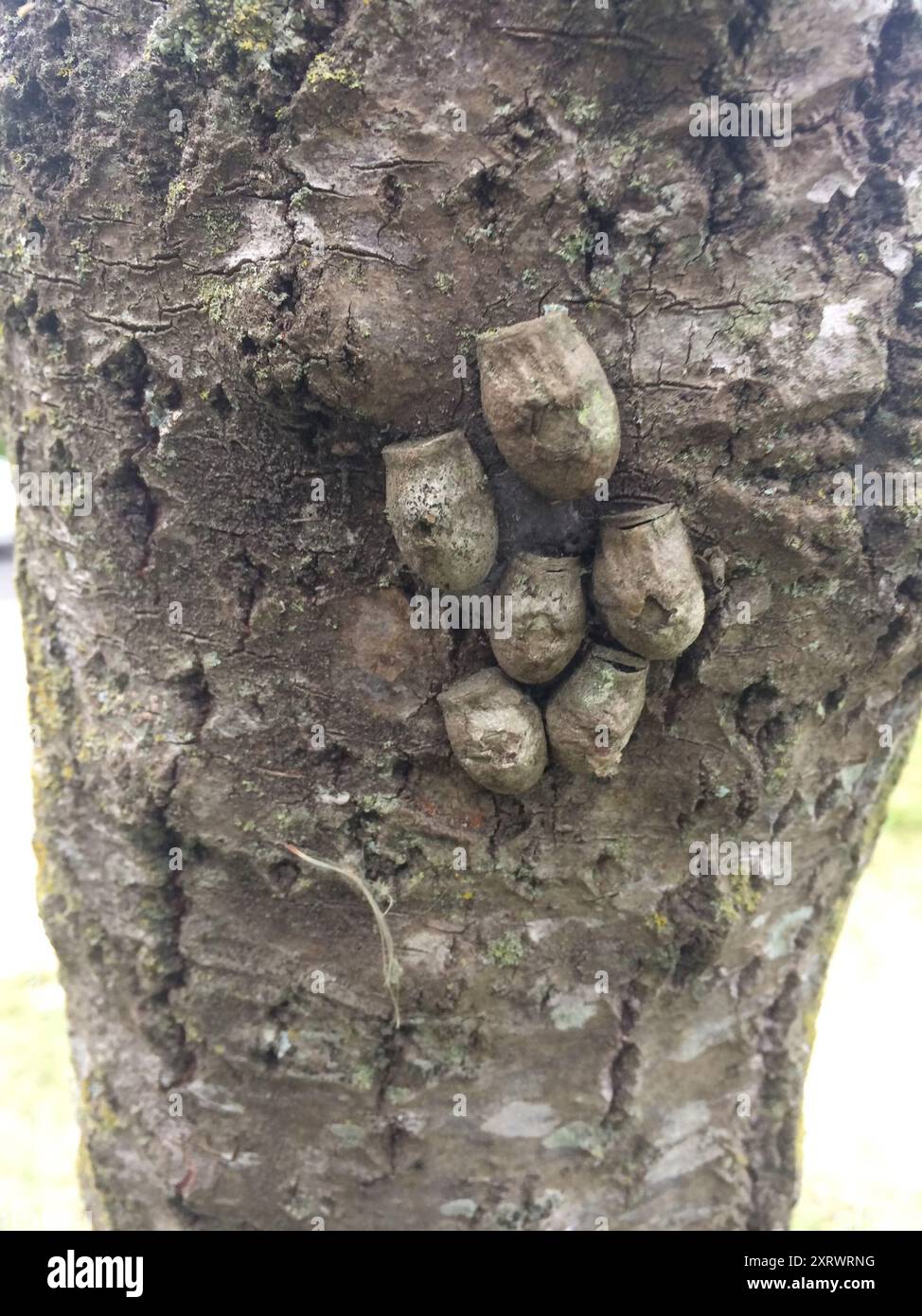 New World Flannel Moths (Megalopygidae) Insecta Stock Photo - Alamy